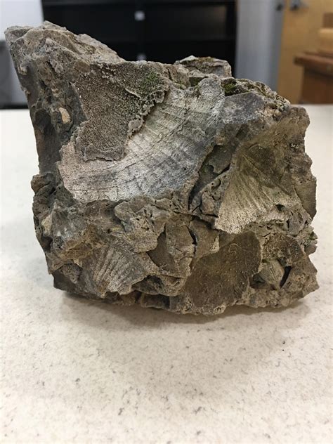 Fossil Sea Shells Albany Ny Thatcher Park Area R Fossilid