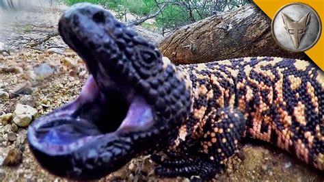 Gila Monster