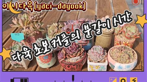 울산에서 다육 초보 커플 방문해서 분갈이 해요~ Succulent 多肉 植物 Plants Cactus たにく