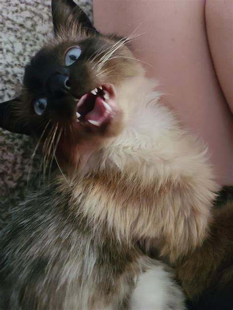 My Adorable New Cat Pyewacket R Cats