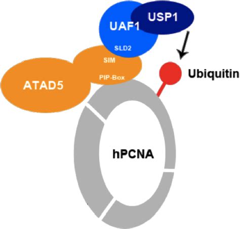 Figure 5 From Structure And Function Relationships Between Atpase