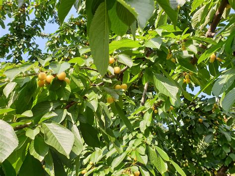 Fruit Seedlings Ps Commerce En