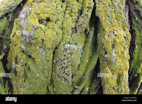 Bark Moss Mossy Tree Hi Res Stock Photography And Images Alamy