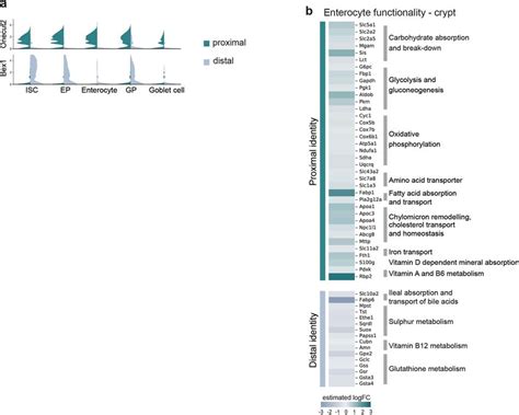 Proximal And Distal Type Enterocytes Exert Different Functions A Download Scientific Diagram