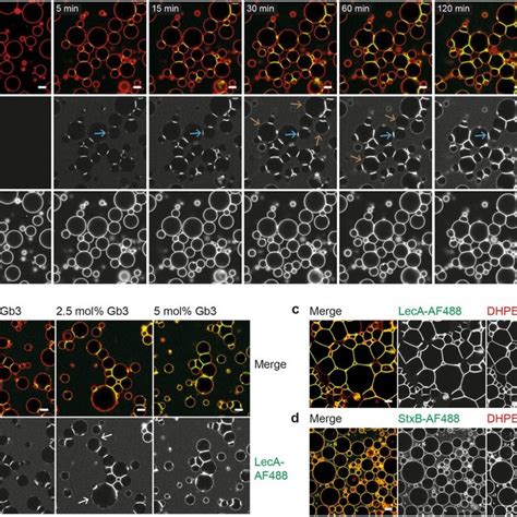 Leca Binding To Gb3 Functionalised Vesicles Results In Protocell Download Scientific Diagram