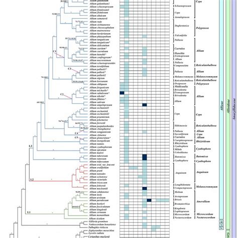Phylogenetic Tree Showing Relationships Of 92 Chloroplast Genomes From Download Scientific