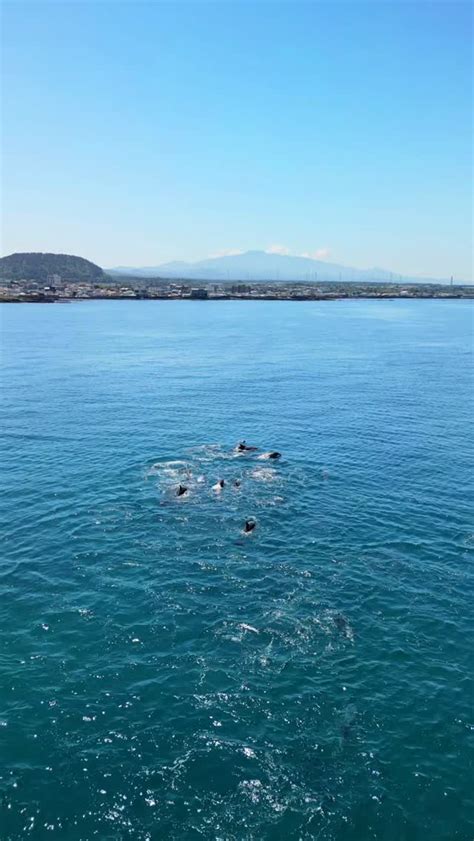 아프지마돌고래들아 제주살이 8년차 이렇게 아름다운 장면은 또 처음이었다 돌고래 떼들이 한자리에서 계속 수영을 하더라구 돌고래들아 아프지말고 오래오래 행복하렴🐬 스친들이