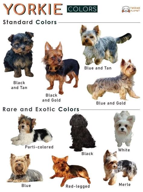 Best 12 9 Yorkie Colors And Markings With Pictures And Chart Artofit