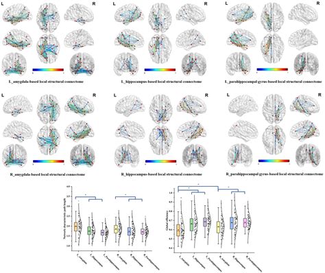 Frontiers Brain Local Structural Connectomes And The Subtypes Of The Medial Temporal Lobe