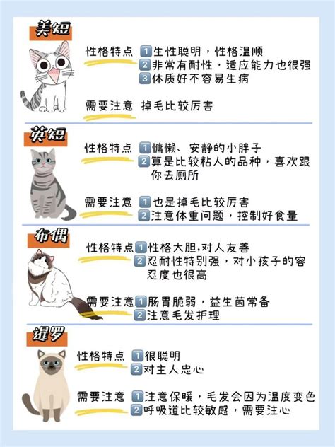 新手养猫推荐 品种、性格 什么值得买