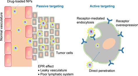 Tumor Targeting Delivery Of Herb Based Drugs With Cell Penetrating Tumor Targeting Peptide