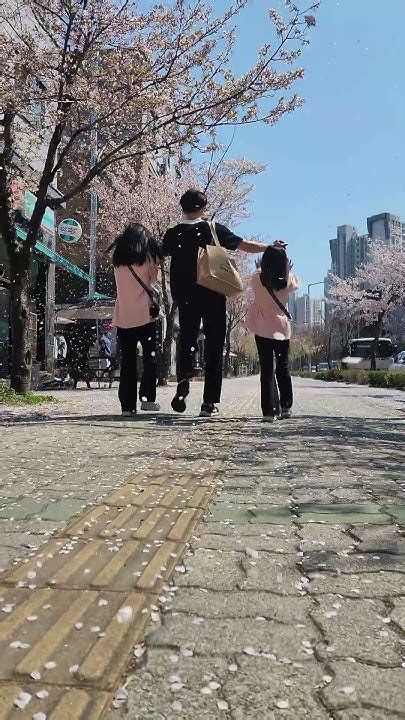 벚꽃엔딩 벚꽃비 벚꽃눈 바람에 흩날리는 벚꽃잎 소리 좋다 Youtube