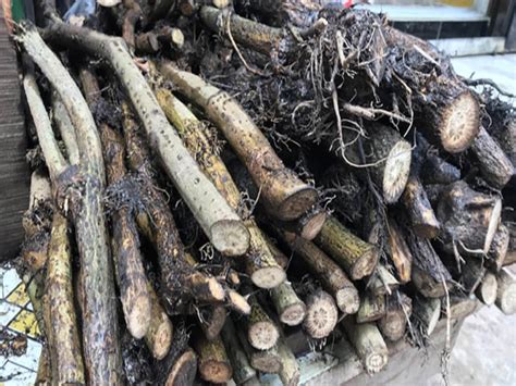 Chui Jhal Health Benefits আগাছার মতো চেহারা কিন্তু শরীরের গিটে গিটে ব্যথা দূর করার মহৌষধ এটি