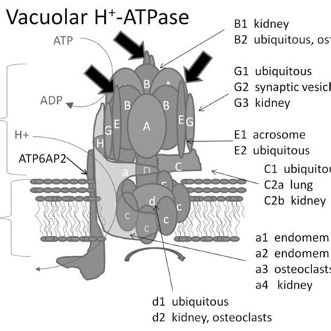 Structure Of V Atpase Structure Is Based On The Recent Electron