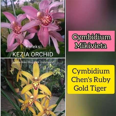 Jual Ori Anggrek Cymbidium Chens Ruby Gold Tiger Cymbidium Mikivieta