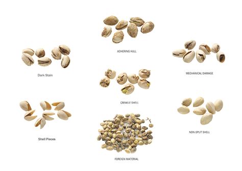 definitions for defective pistachio nuts پسته مجد