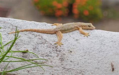 Types Of House Lizards