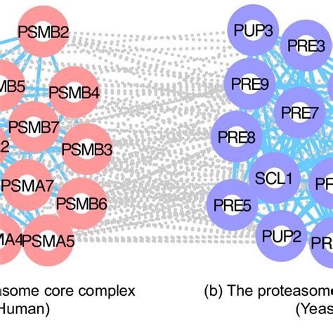 Querying Human Protein Complex In A Yeast Ppi Network The Proteins Are Download Scientific