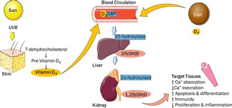 Vitamin D Metabolic Pathway Figures Images Source Smart Servier