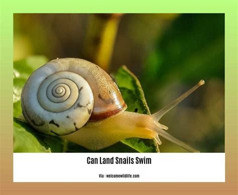 Can Land Snails Swim Unveiling The Aquatic Abilities Of These