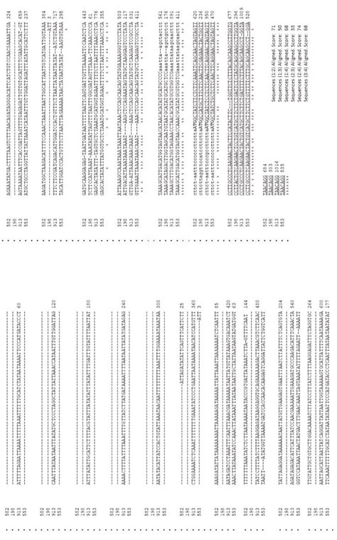 Clustalw Multiple Sequence Alignment Of The Four Promoter Fragments