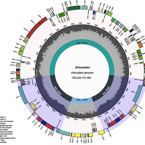 Pdf Insights Into The Phylogeny And Chloroplast Genome Evolution Of Eriocaulon Eriocaulaceae