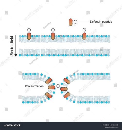 Diagram Showing Defensine Peptide Action On Stock Vector Royalty Free