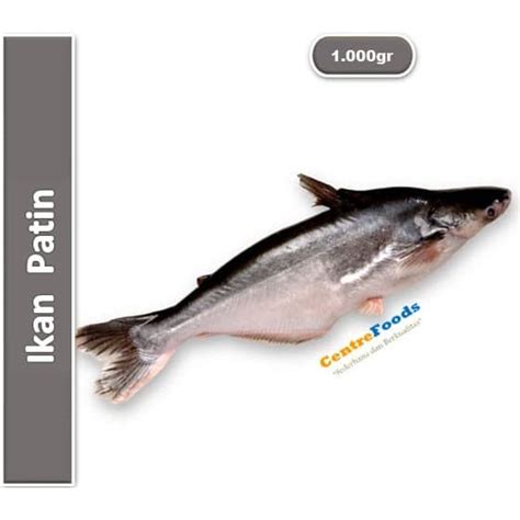 Jual Ikan Patin Patin Siam Fresh 1 000gr [ Harga Per Kg ] Shopee Indonesia