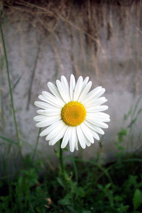 Download Special Daisy Flower Picture Wallpapers Com