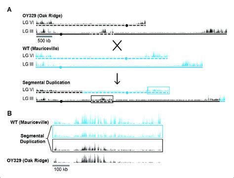 A Segmental Duplication Confirms H3k27me23 Position Effect A
