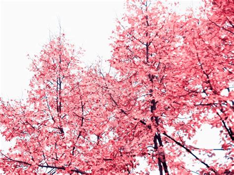 Tree With Pink Leaves In Spring Time Stock Image Image Of Crouching Approaching 111307725