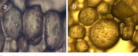 Figure 3 From Effect Of Microencapsulation Plus Resistant Starch On Survival Of Lactobacillus
