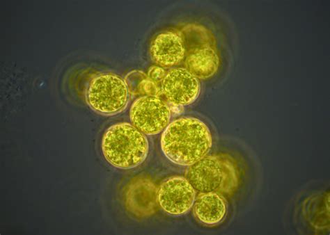 Exploring Novel Microalgae As Bioplastic Factories Advanced Engineering Biology