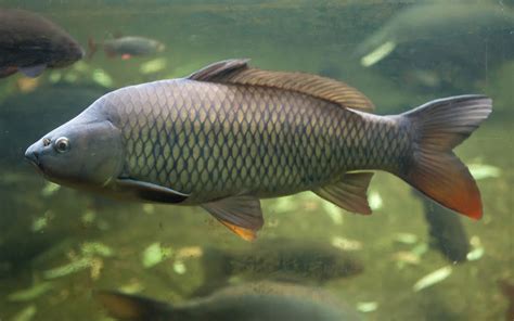 Carp Fish Habitat Behavior Lifespan And Economic Value Fishontips