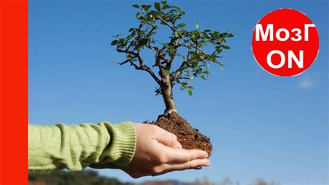 КАК сажать ДЕРЕВЬЯ правильно Экономьте время и силы Youtube