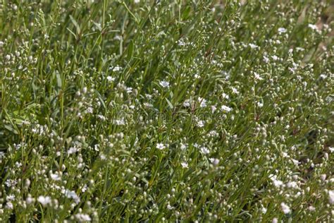 Background Image Small White Flowers Grow In The Meadow Stock Image Image Of Tender