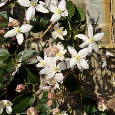 Clematis Armandii Apple Blossom Climber Ornamental Trees
