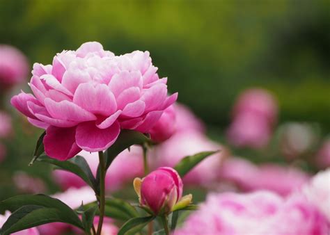 🔥 40 Pink Peonies Wallpapers Wallpapersafari