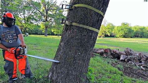 7 Effective Ways To Repair A Tree With A Split Trunk