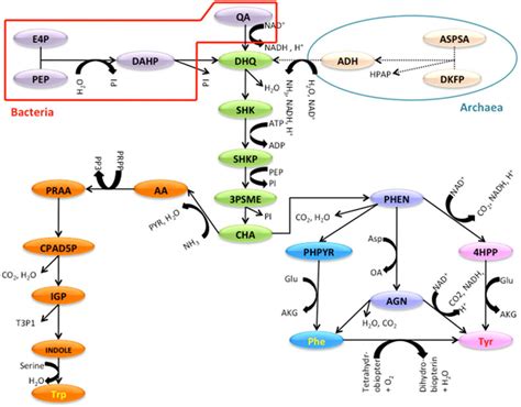 Frontiers A Systems Level Approach To Study Metabolic Networks In