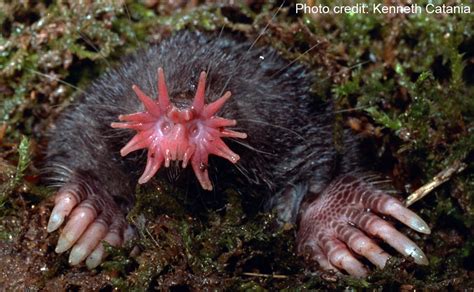 The Star Nosed Mole Condylura Cristata Is A Small North American Mole