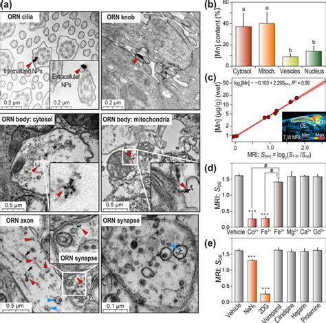 Neuronal Uptake And Subcellular Localization Of The Intranasally Download Scientific Diagram