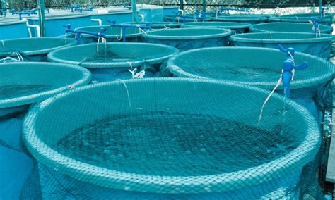 Aquaculture Systems Types And Sustainable Solutions Siaa