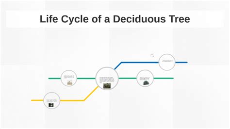 Life Cycle Of A Deciduous Tree By Phe Student On Prezi