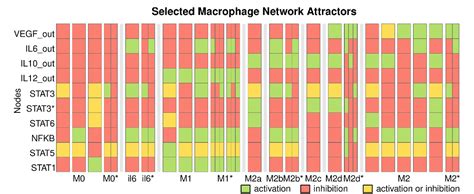 Figure 2 From Cyclic Attractors Are Critical For Macrophage Differentiation Heterogeneity And