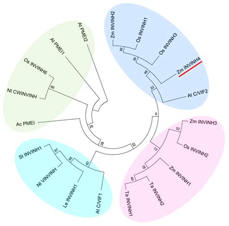 Functional Characterization Of A Drought Responsive Invertase Inhibitor