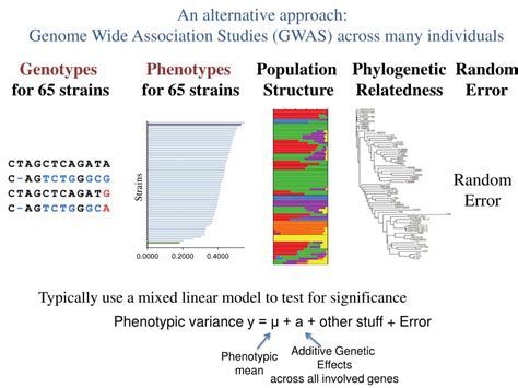 Ppt Qtl Mapping Powerpoint Presentation Free Download Id3875323