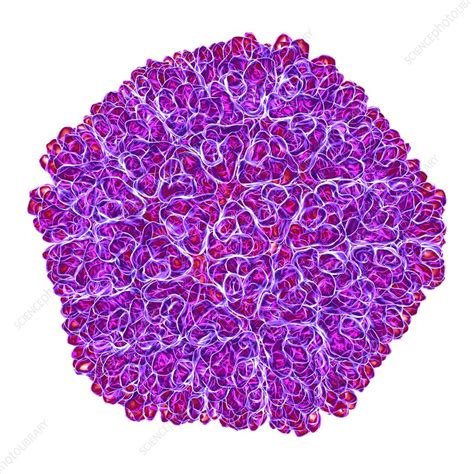 Rice Dwarf Virus Artwork Stock Image F010 2409 Science Photo Library