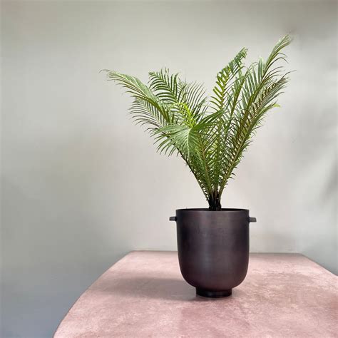 Blechnum gibbum 'Silver Lady' – Babylon Store