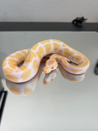 Albino Het Pied Ball Python by Wide Awake Morphs